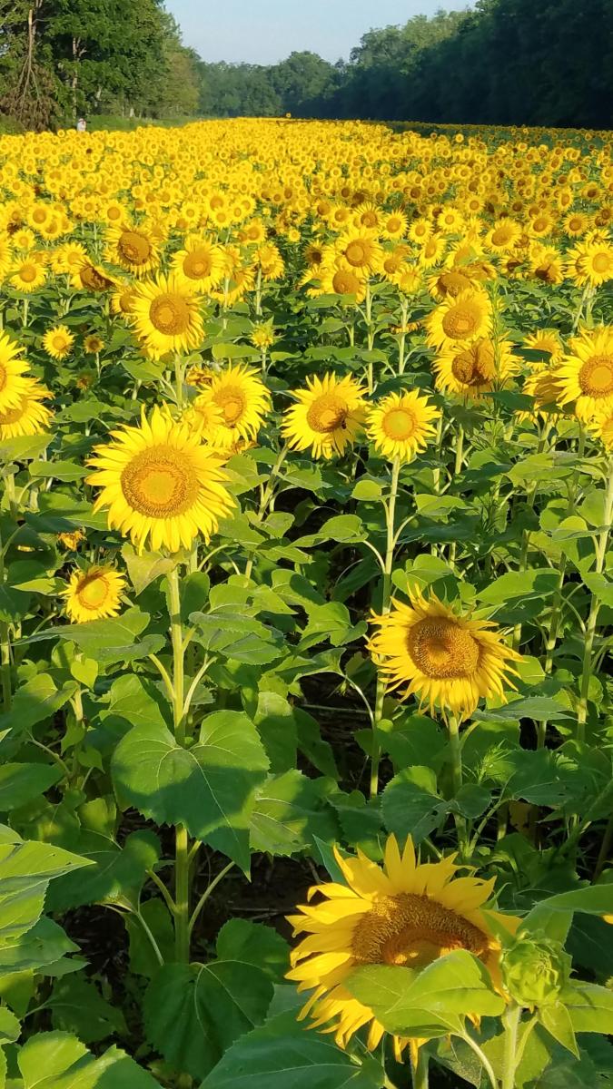 A Day in the Fields – Edward Gero