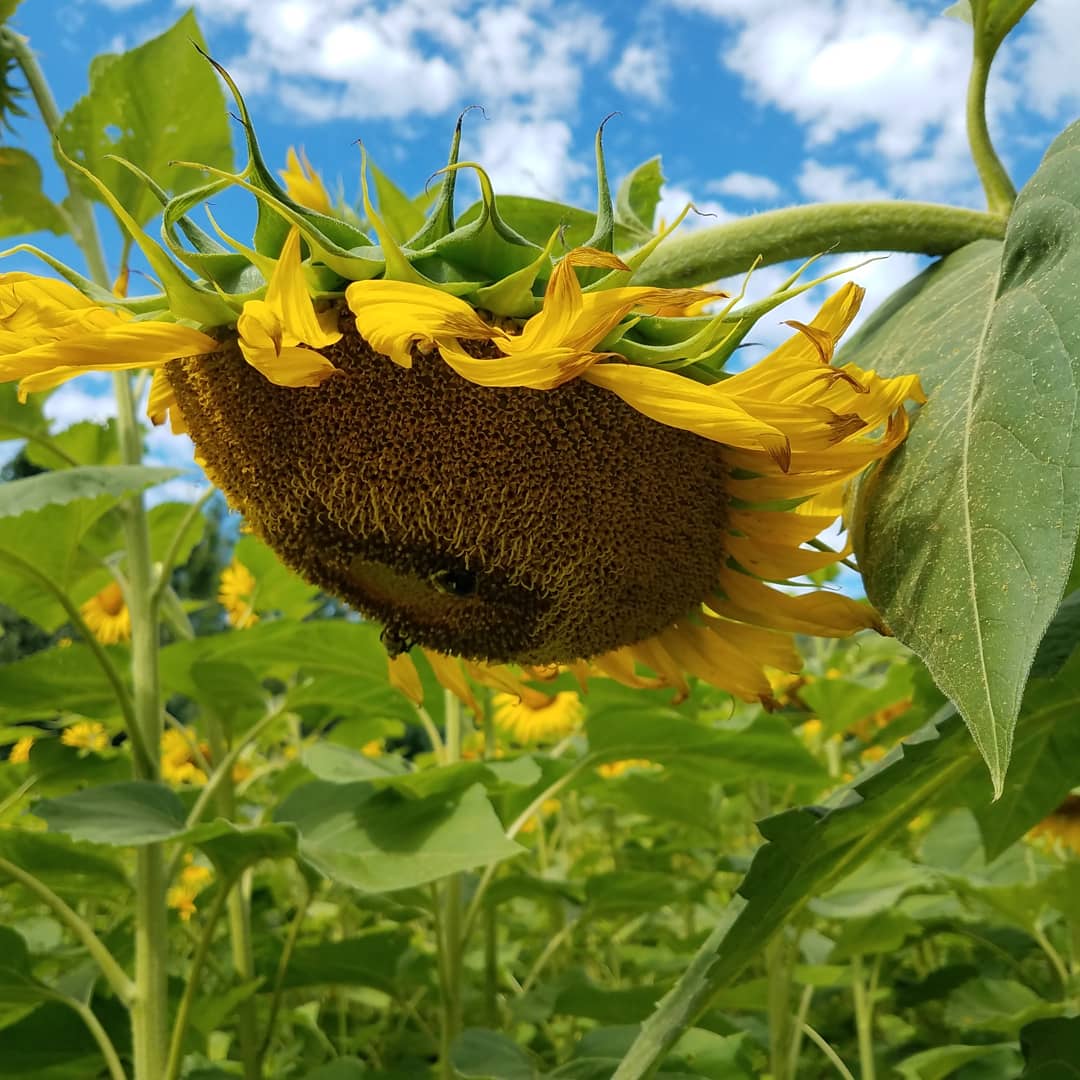 A Day in the Fields – Edward Gero