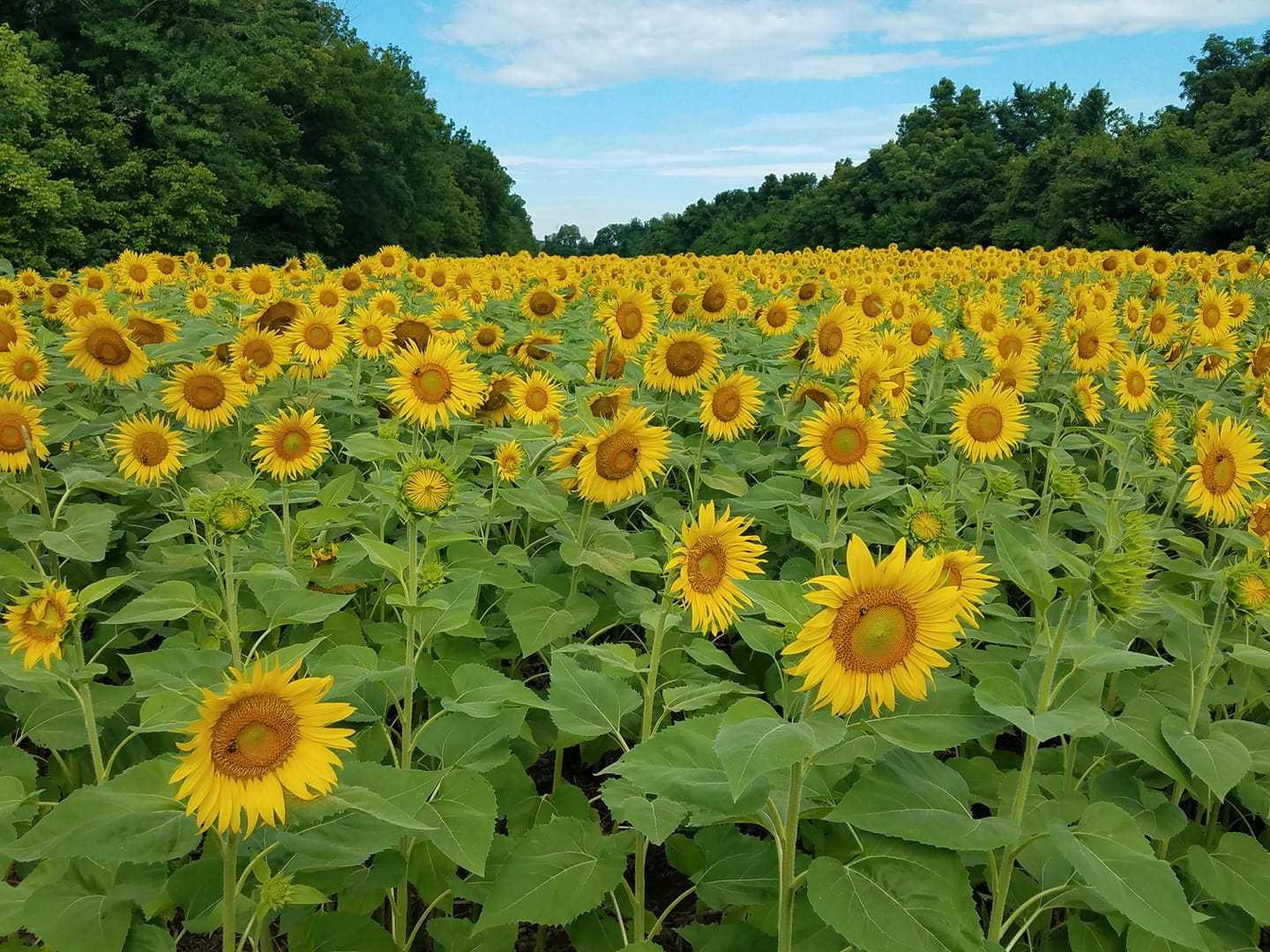 A Day in the Fields – Edward Gero